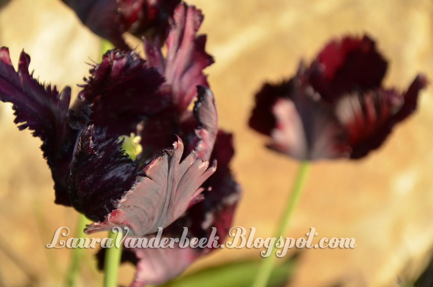 Laura Vanderbeek: The flowers are growing well too