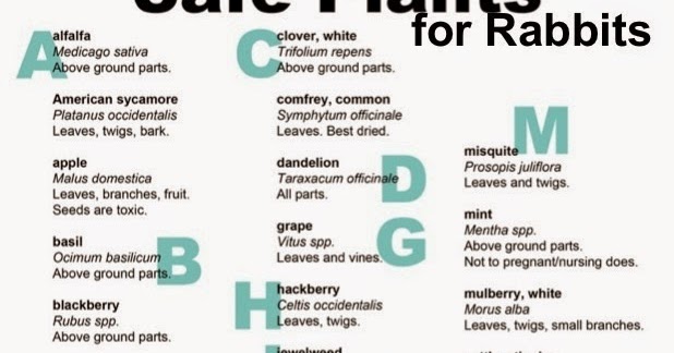 BlueRidgePetCenter: Safe Plants For Rabbits