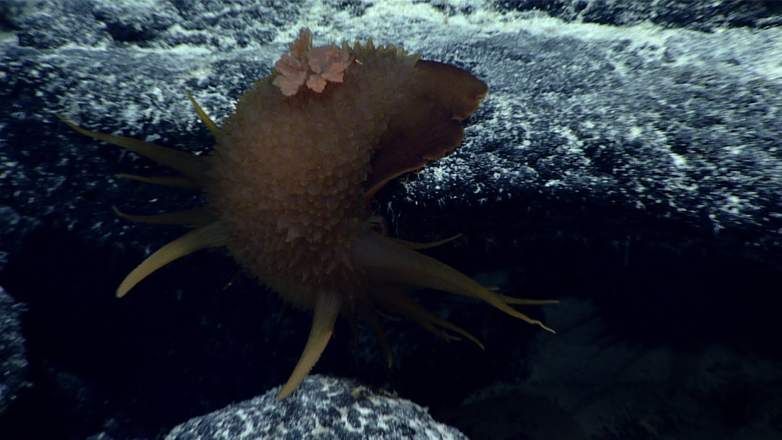 The Echinoblog: Okeanos Explorer Communities & Deep-Sea Discoveries!