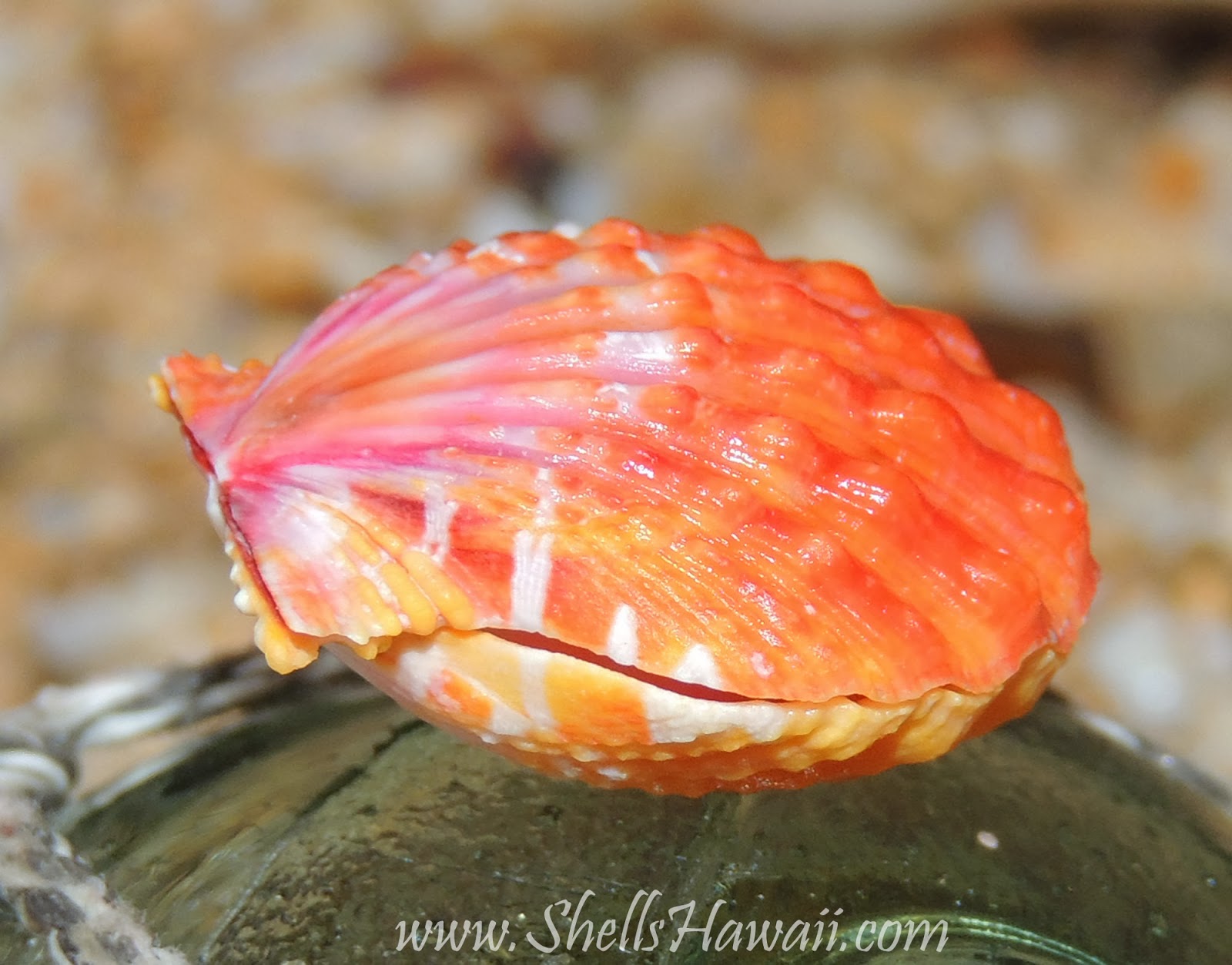 Kahelelani & Sunrise shell jewelry by.... Janjira: Natural pair of ...