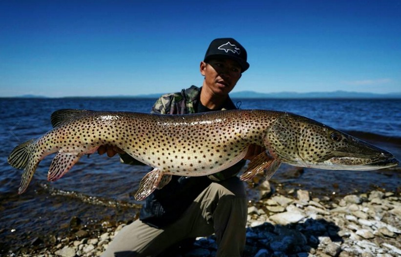Fish Images: Amur Pike Fish Images