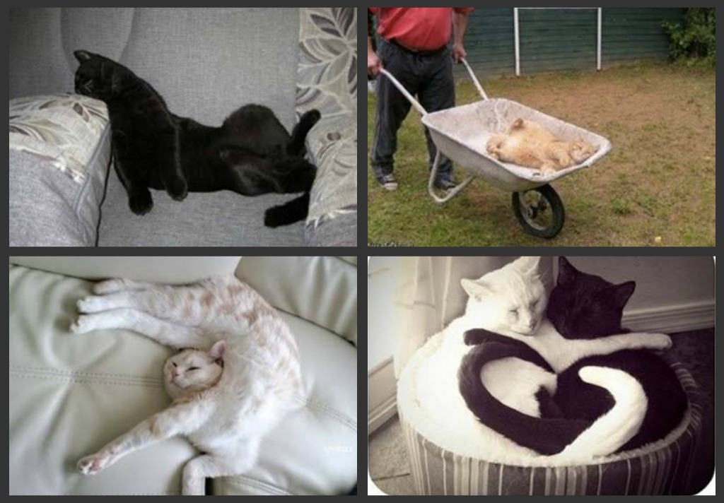 Nadiya...Loving Every Moment: Cuteness...Cat Planking