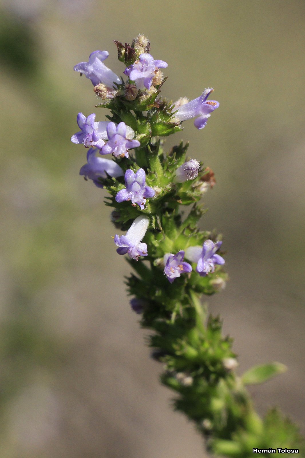 Flora Bonaerense: Yerba del lucero (Hyptis mutabilis)