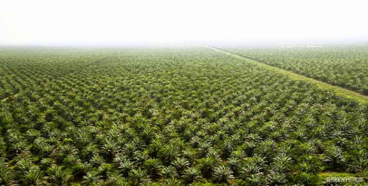 Cara Meningkatkan Produktivitas Sawit ~ Regional Kalimantan