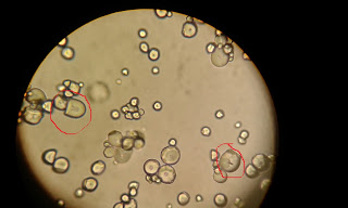 Materi Farmakognosi: Amylum tritici/ Pati gandum