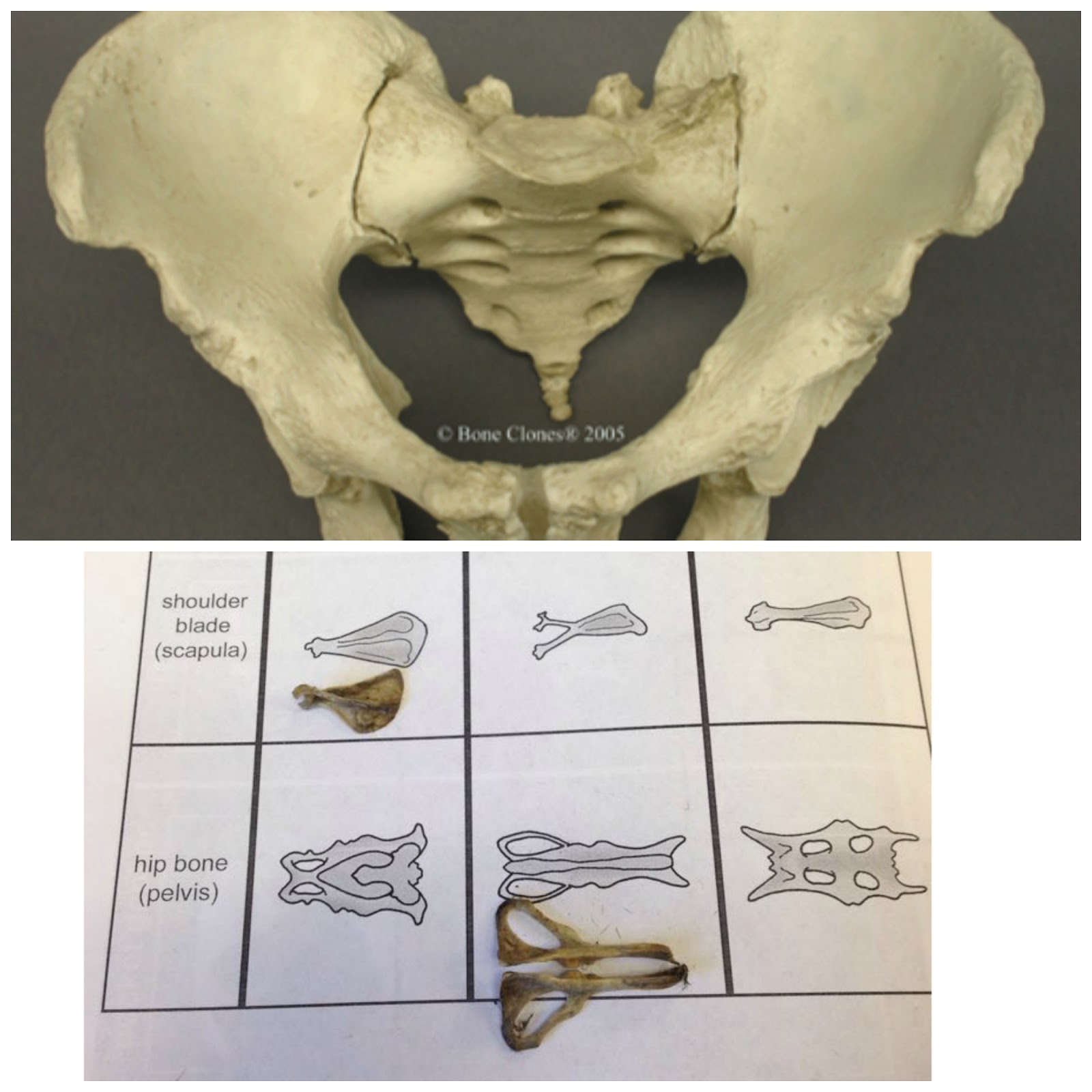 The Best of Anatomy: Owl Pellet Dissection