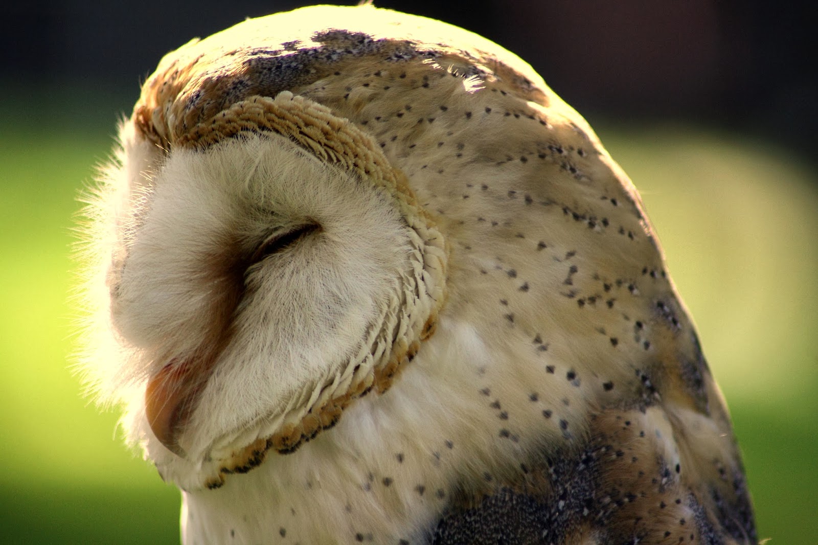 L'Albero delle Mele: Recensione: "Il regno dei gufi" di Martin Hocke