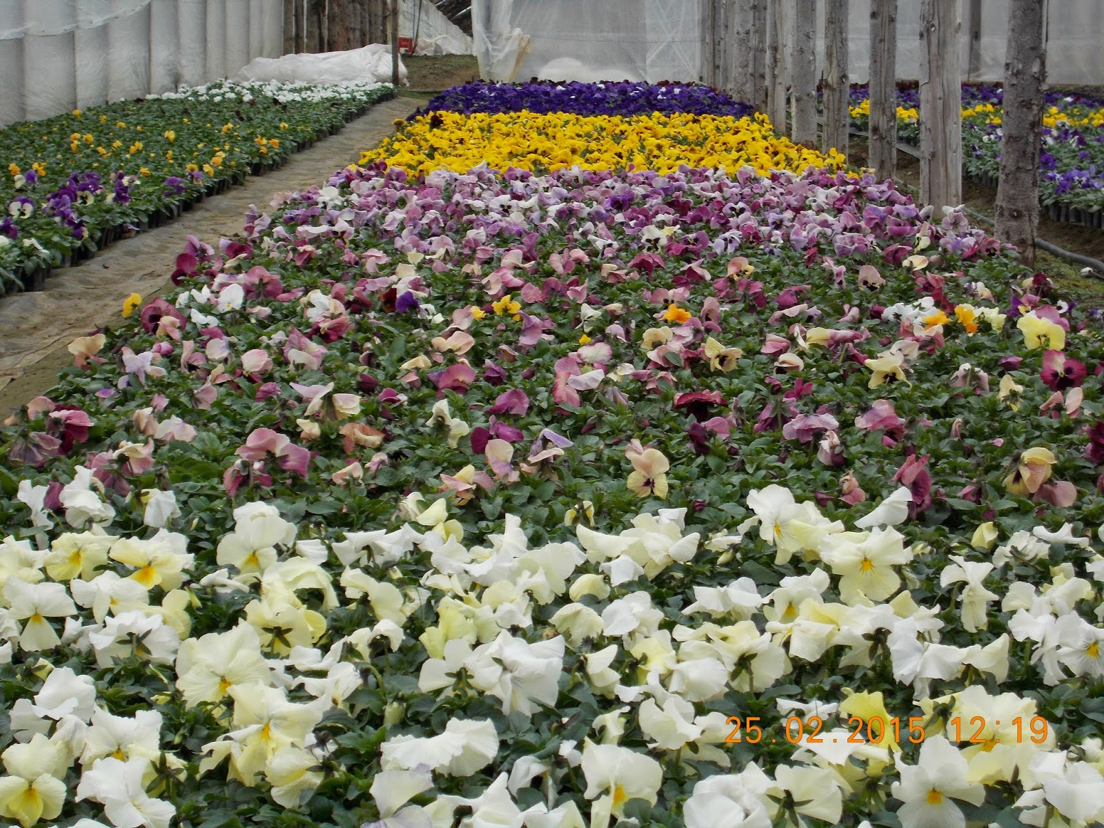 Flori Balta Doamnei: Panselute