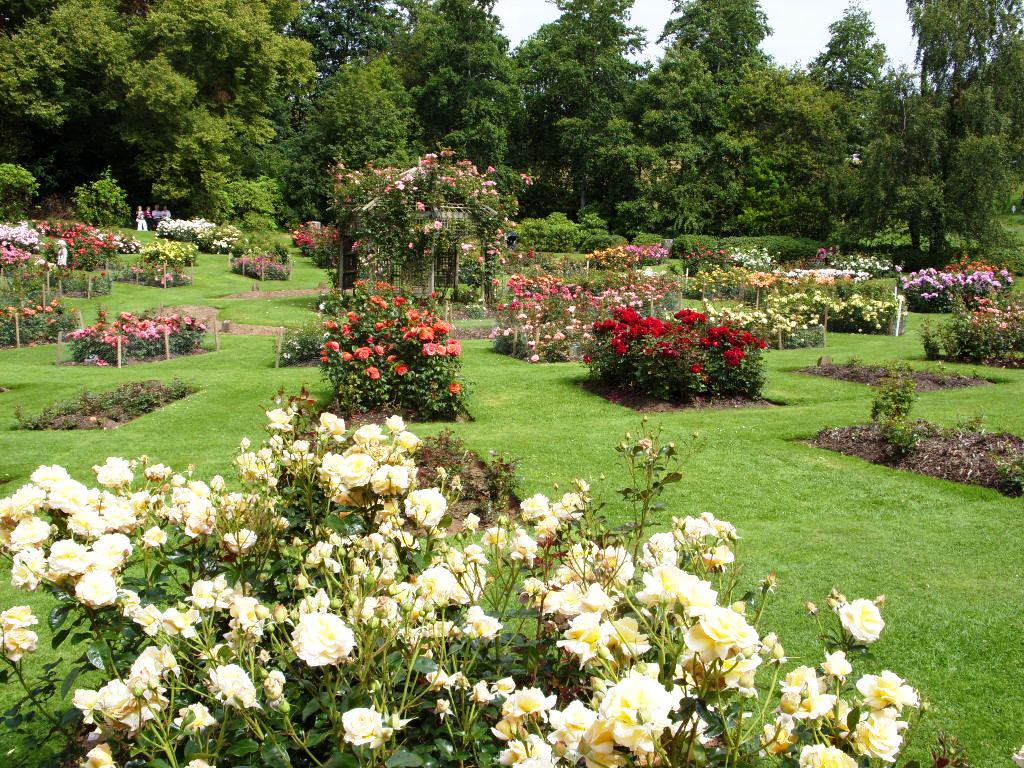 Kelli's Northern Ireland Garden: Rose Week 1 of 2