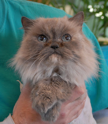 Madame Butterfly, a Violet Point Siamese for adoption.