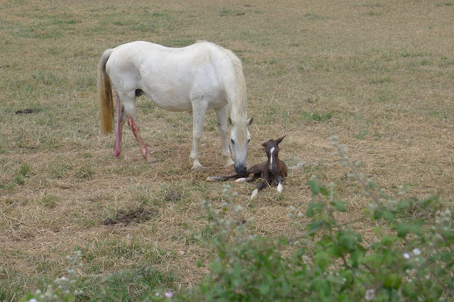 el blog d'en joan vilardell: Ha nascut un poltre