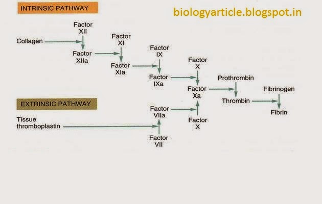 BIOLOGY WRITE-UP - BIOLOGY ARTICLES: COFACTORS IN BLOOD COAGULATION ...