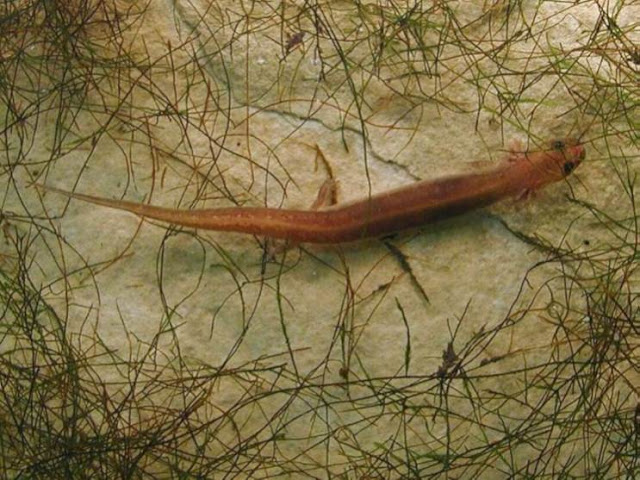 Daniel C. Huston | Research Page: San Marcos Salamander immune to the ...