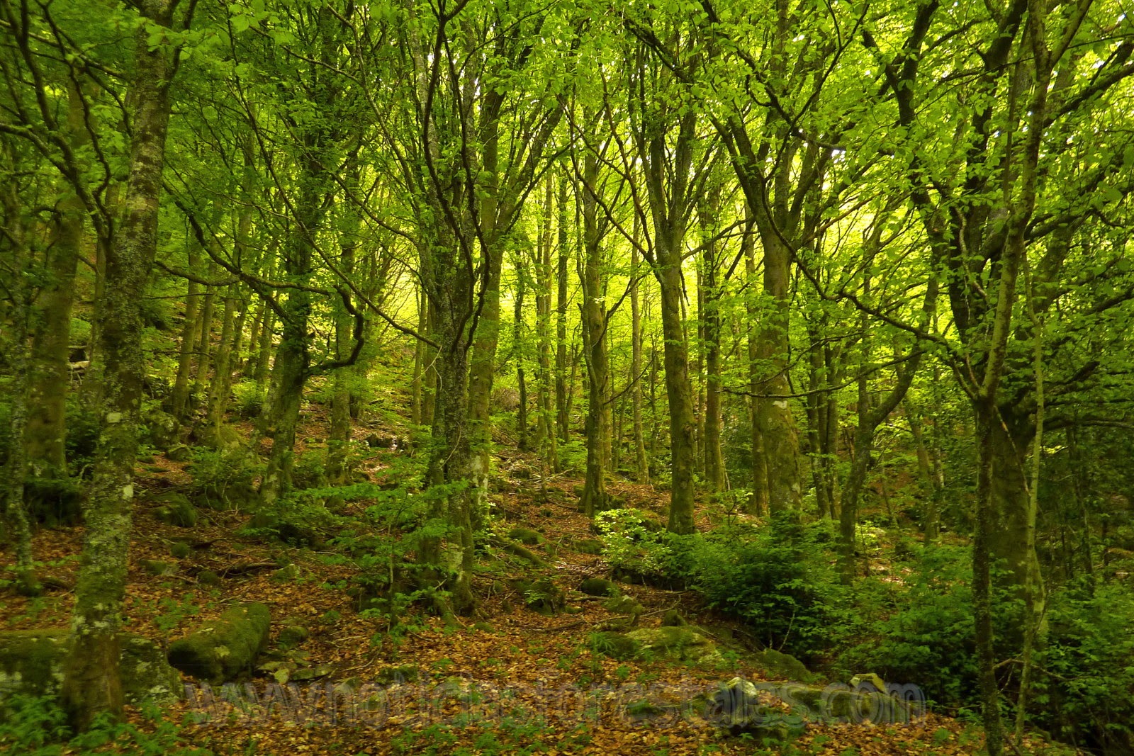 Forestry News