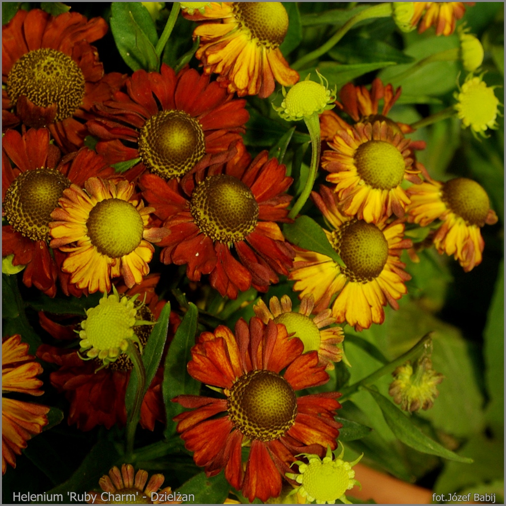 Plant Gallery - Encyklopedia Roślin: Helenium 'Ruby Charm' - Dzielżan ...