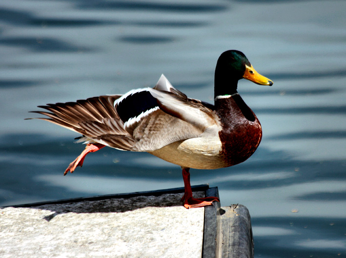 Photographis: Floriile - PALM SUNDAY