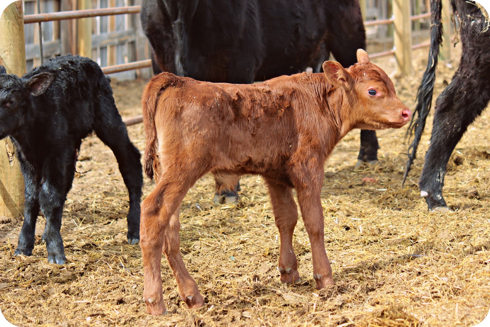 Why Geraldine!?: Sometimes You Get a Red Calf