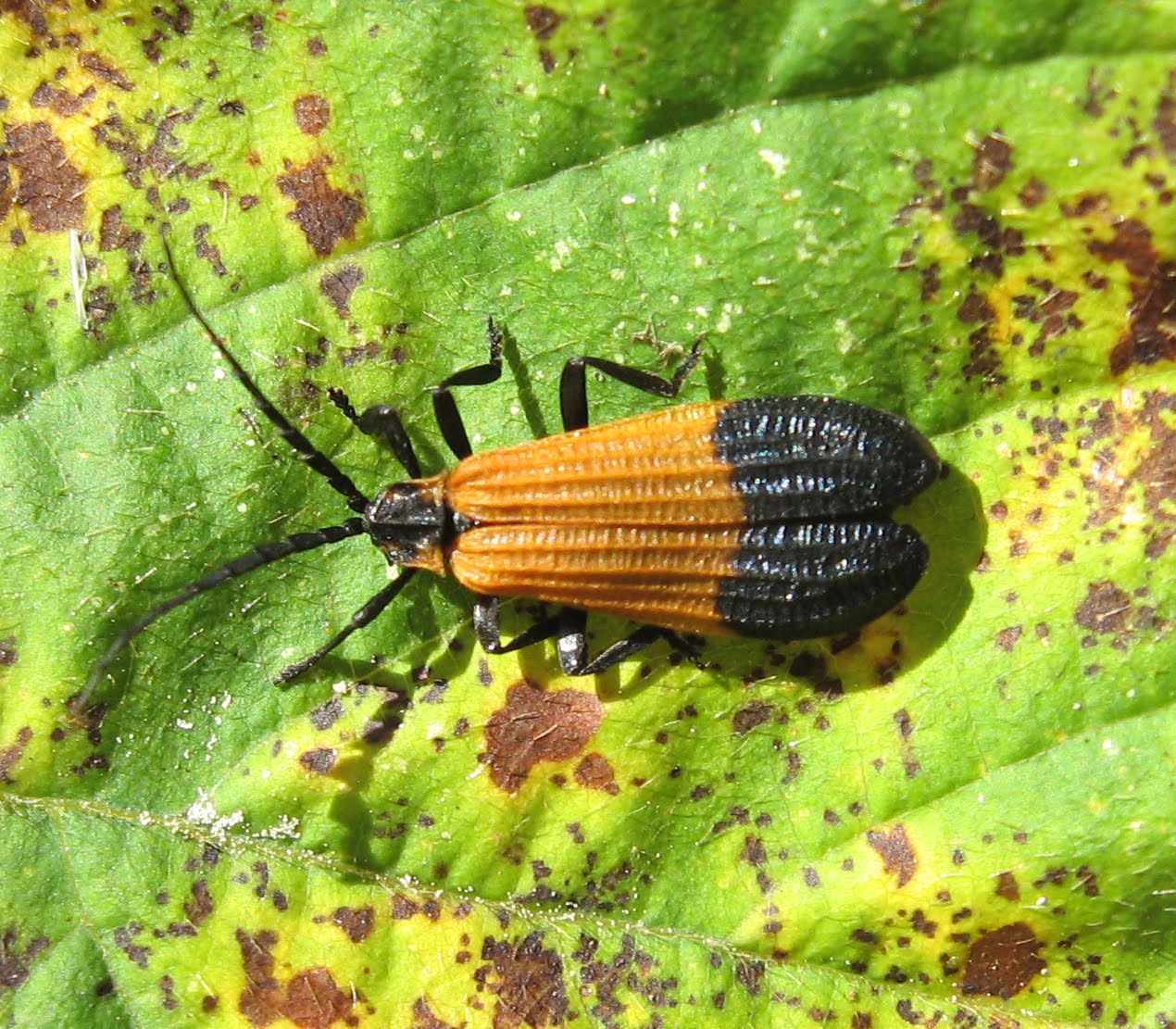 Tangled Web: An Eclipse of Moths