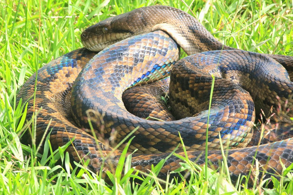 tyto tony: Big birds fussy about fish kills