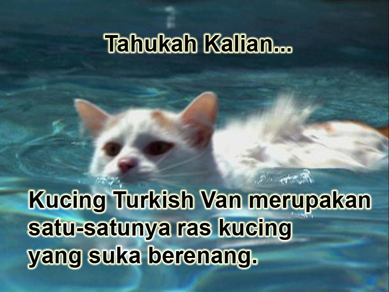 Turkish Van merupakan satu-satunya ras kucing yang suka berenang ...