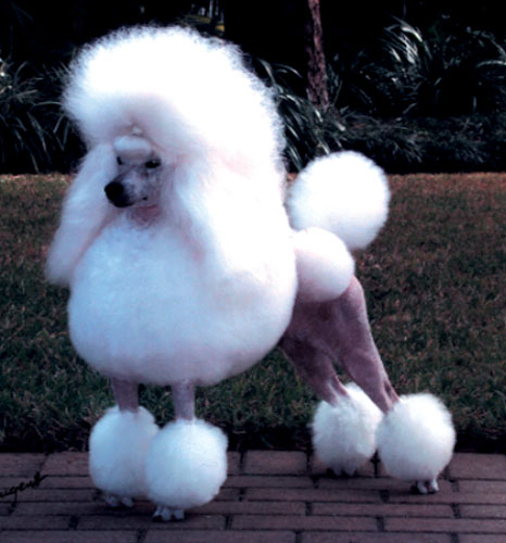 anjing poodle | Jenis-Jenis Anjing dan Kucing