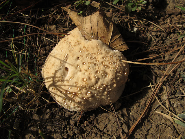 The Adventures of C. M. Kosemen: Strange Fungi (Hydnellum sp?)