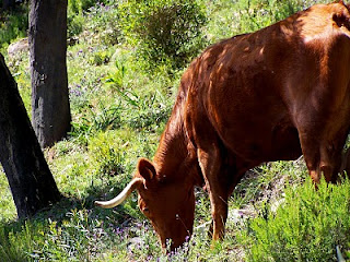 EL Cocinero Rocanrolero: CARNE DE RETINTA