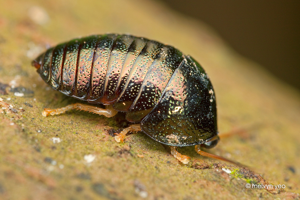 Biologia-Vida: Cinco baratas que vão te fazer mudar de idéia sobre esse ...