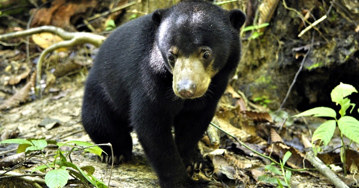KINABALU: THE SUN BEARS OF BORNEO