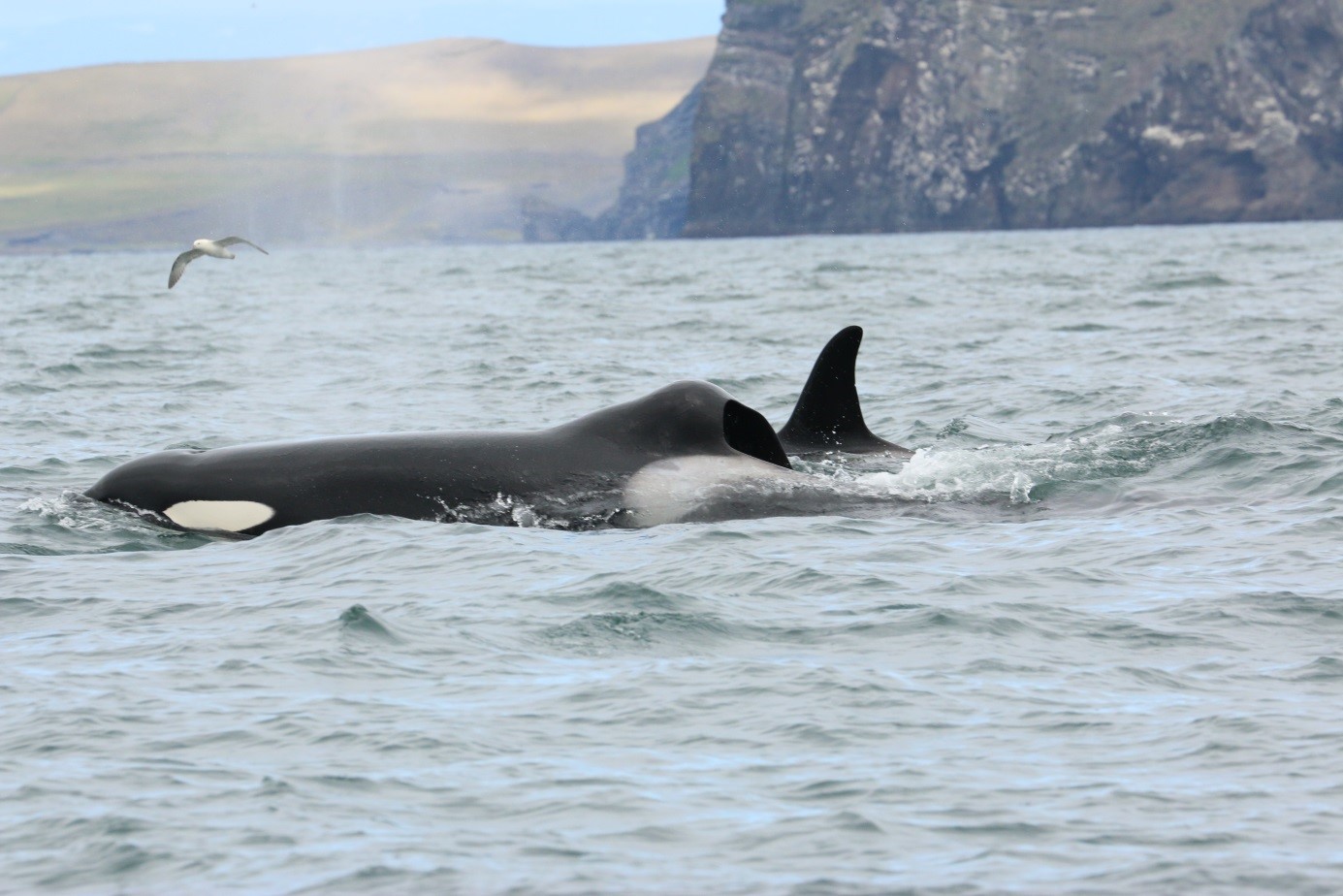 Icelandic Orcas: Fieldwork 2016 - the first 2 weeks!