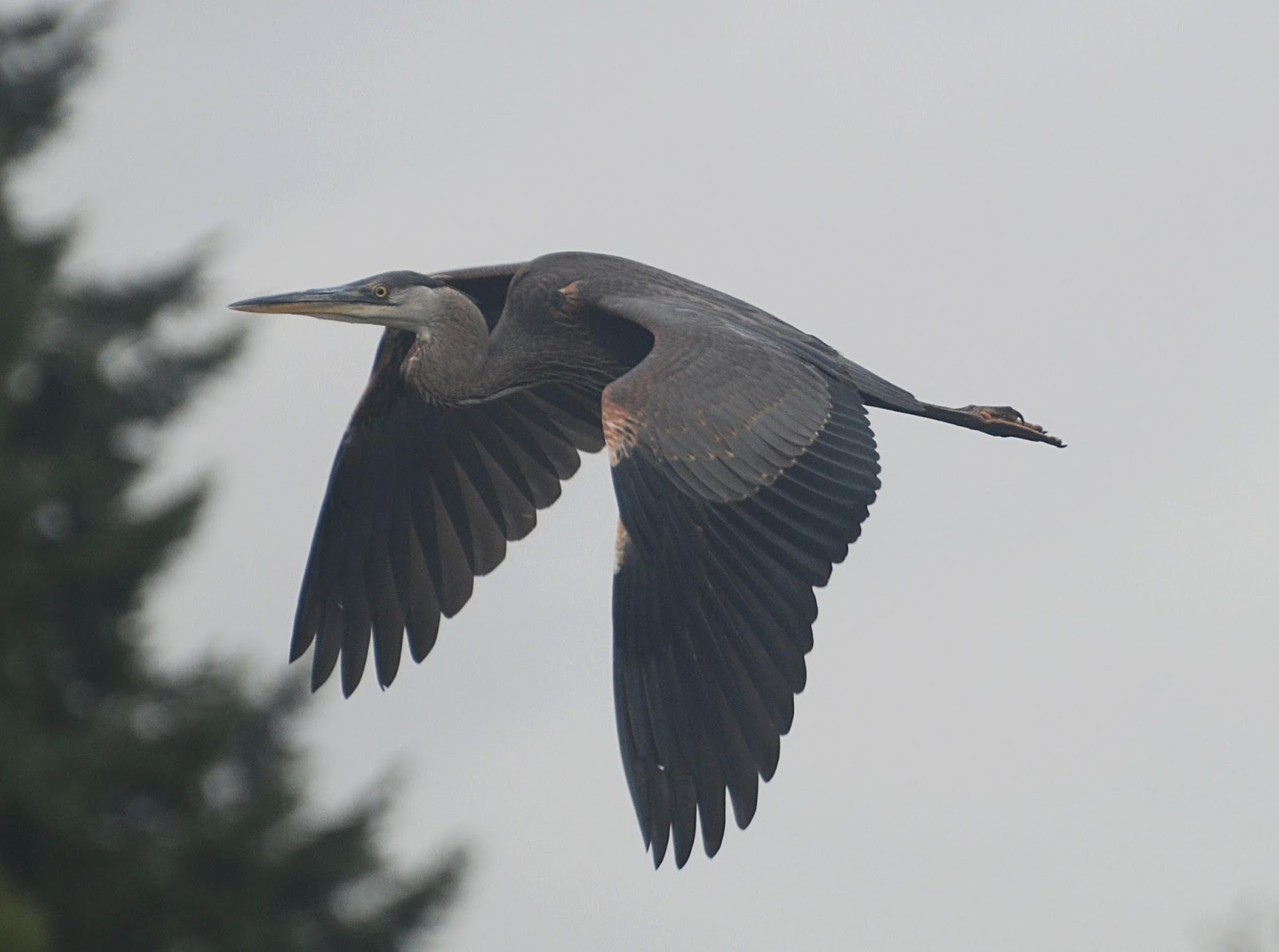 Oregon Backyard Birds, etc.: A Big Bird