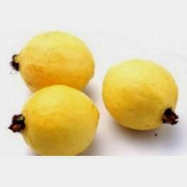 PLAAN : Guayaba - Psidium guajava