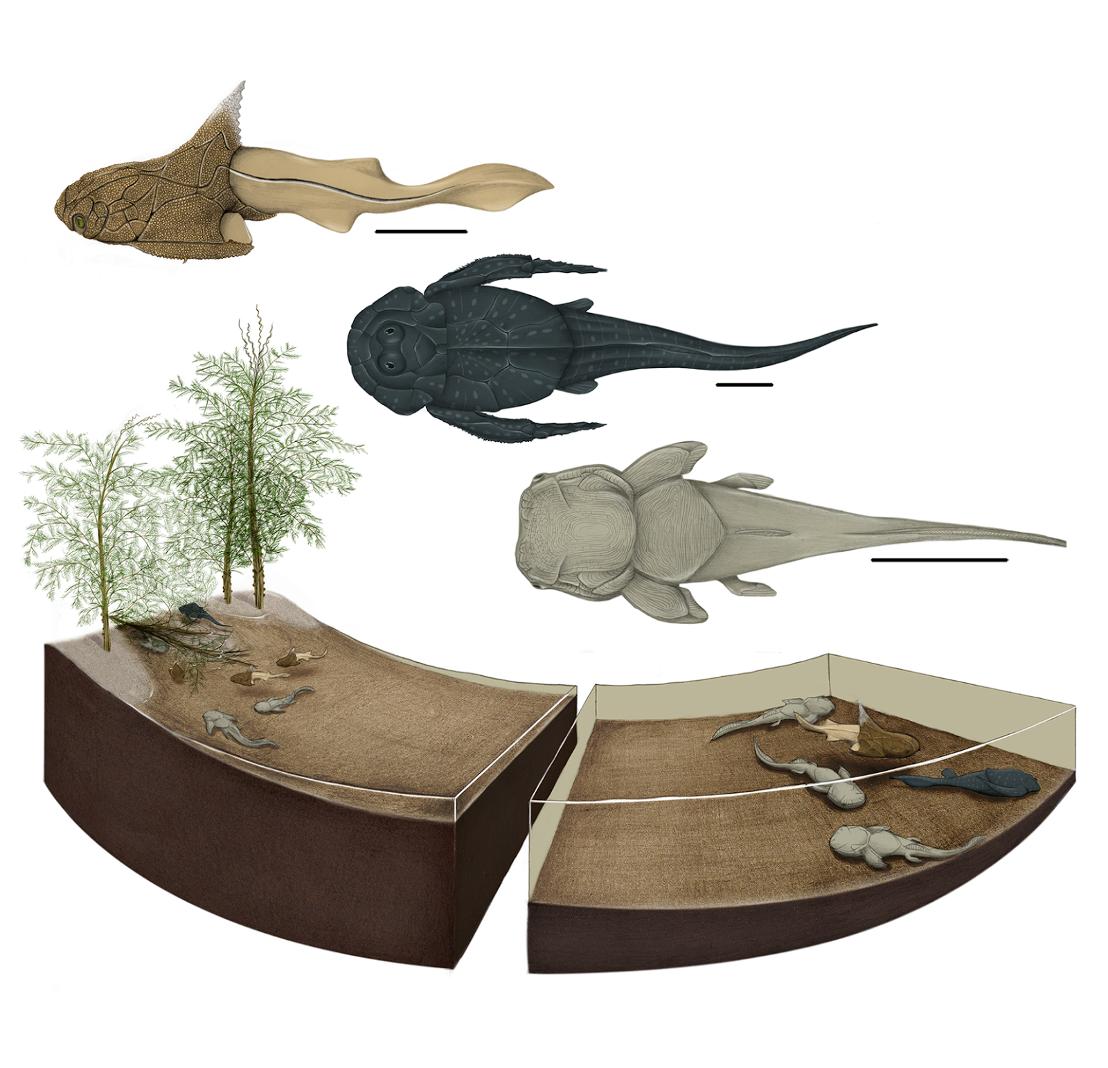 Species New to Science: [PaleoIchthyology • 2016] Placoderm Assemblage ...