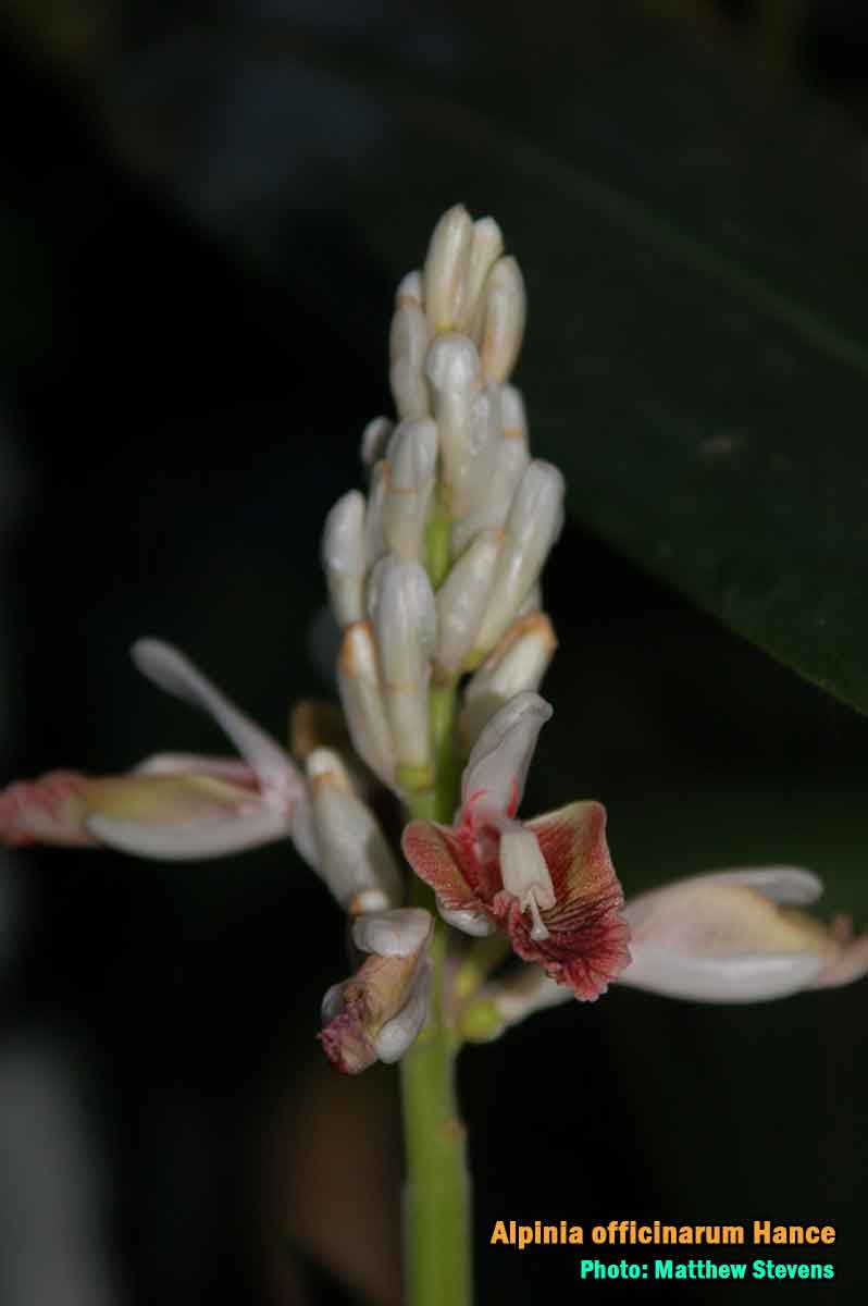Medicinal Plants: Alpinia officinarum, Lesser Galanga, Mot loai gung ...