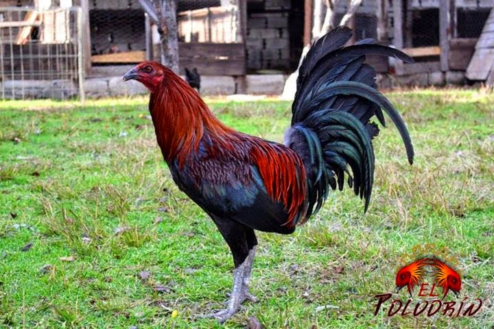 El Polvorin: Mis Brown Red