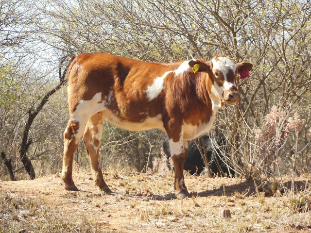 Beautiful Botswana: Cattle of Botswana