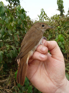 Migrant birds in Africa: 6th- 7th: A flying start