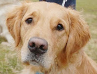 Descrizione: Cane Domestico • Scuolissima.com