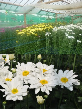 yogyamerah: Mengenal Bunga Potong: Krisan, Mawar, dan Gerbera