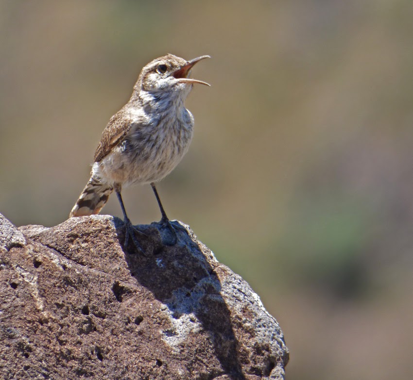 Life, Birding, Photos and Everything: Floating Down the River