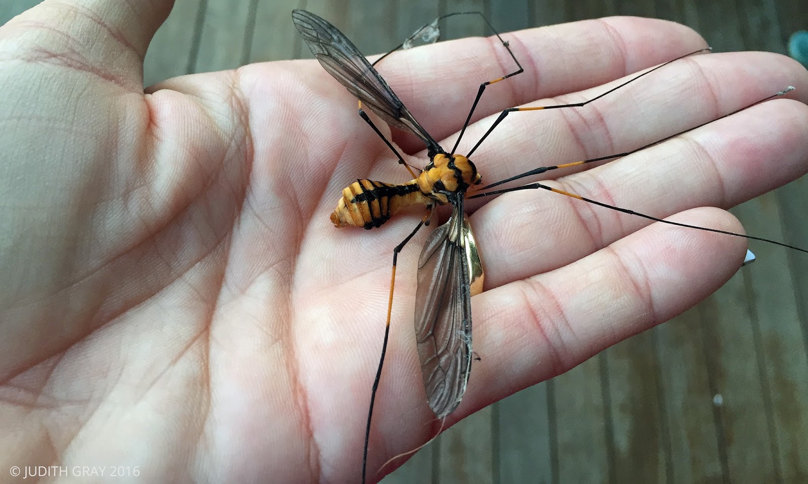 Yellow Fat Crane Fly