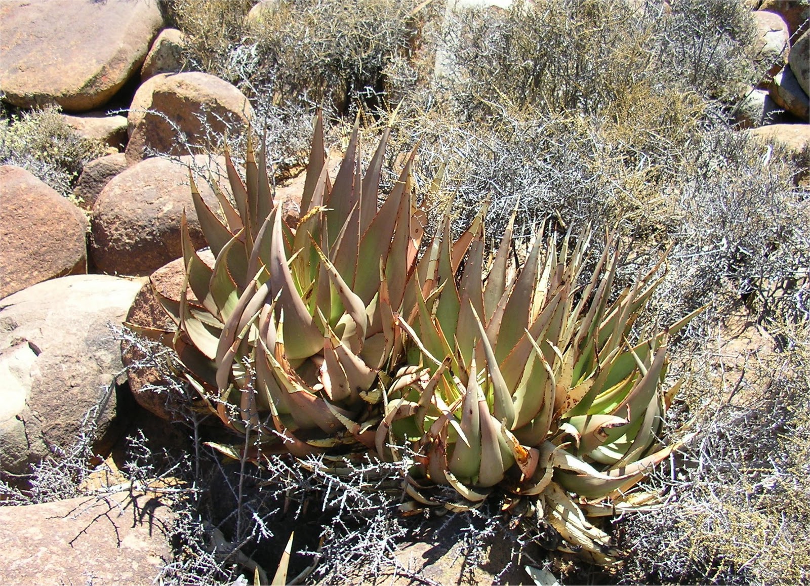 Desert Plants and Wild Flowers Images: Aloe chlorantha