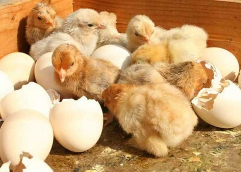 Pham Gia Blog: Đầu năm Đinh Dậu bàn về… con gà