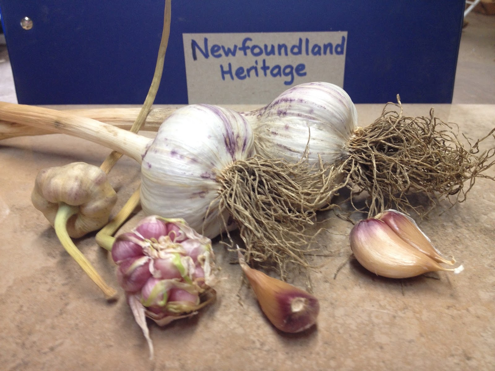 Growing Ontario Garlic: Garlic Gallery