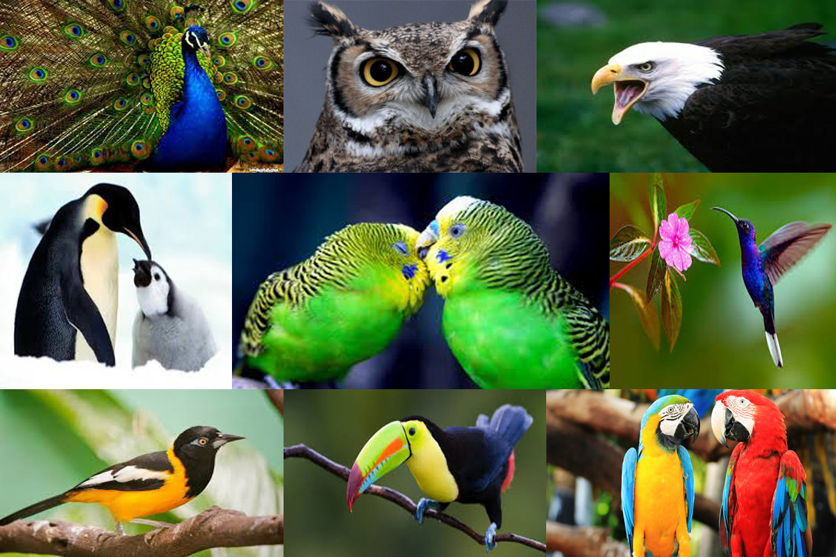 Las Aves ~ Los Animales