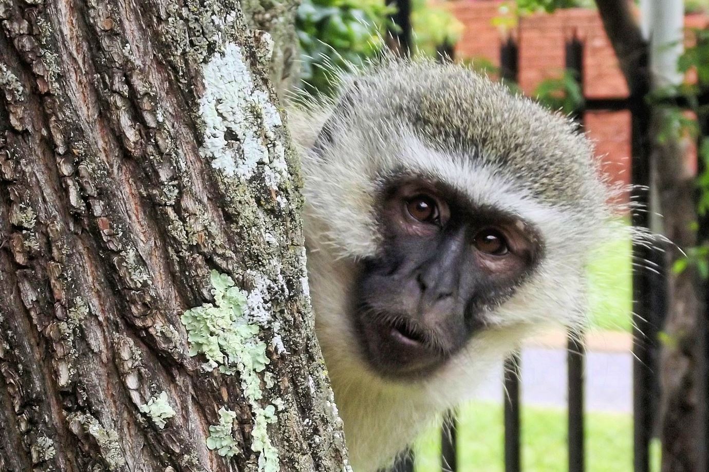 Kuvablogi: Apina kurkistaa