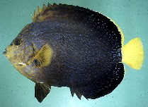 D' Ocean Aquarium: Ikan Angel (Angelfish)