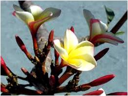 Turismo Yucatan: Leyenda de la Flor de Mayo