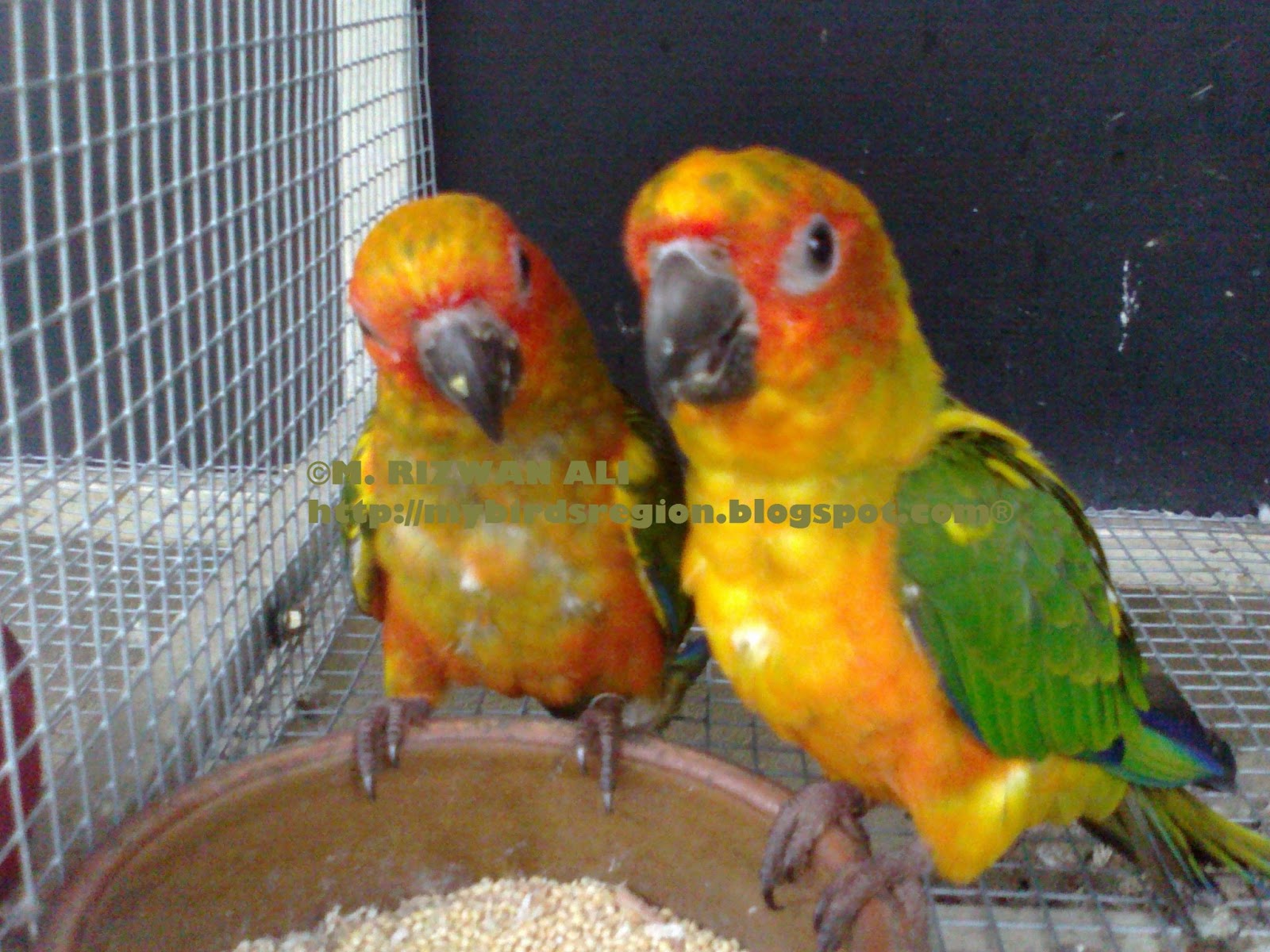 My Birds Region: SUN CONURE