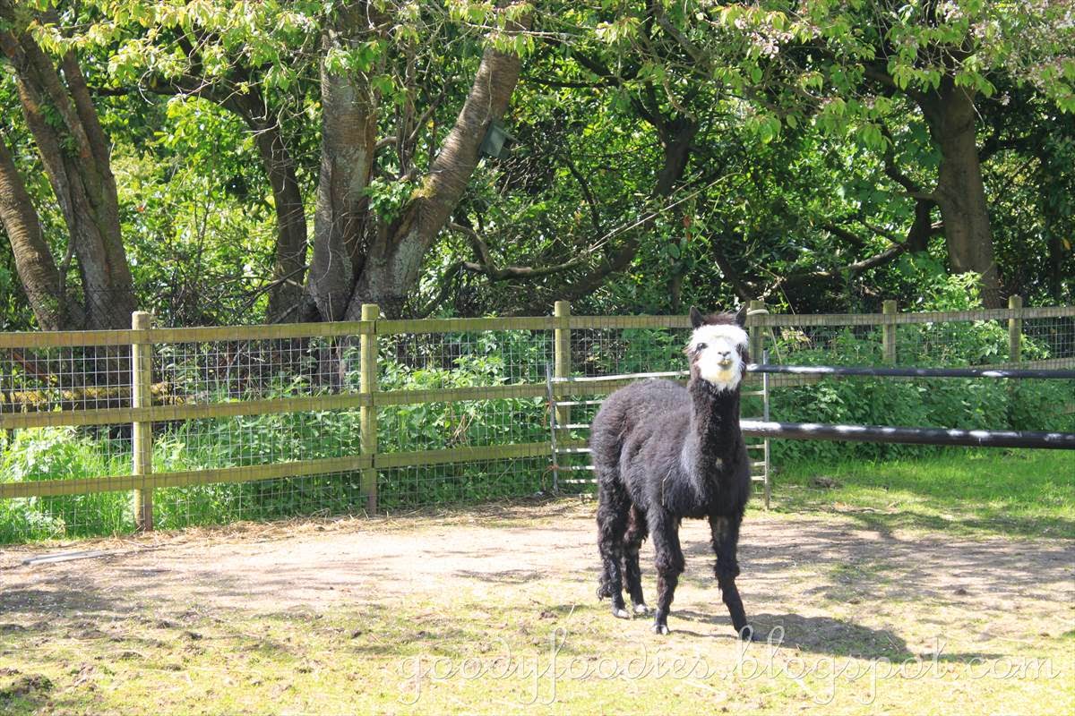GoodyFoodies: Hazlehead Park Pets Corner, Aberdeen, United Kingdom
